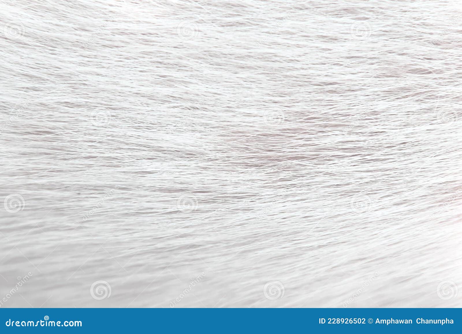 Soft Texture Furry Dog Whte Grey Background Stock Photo - Image of ...