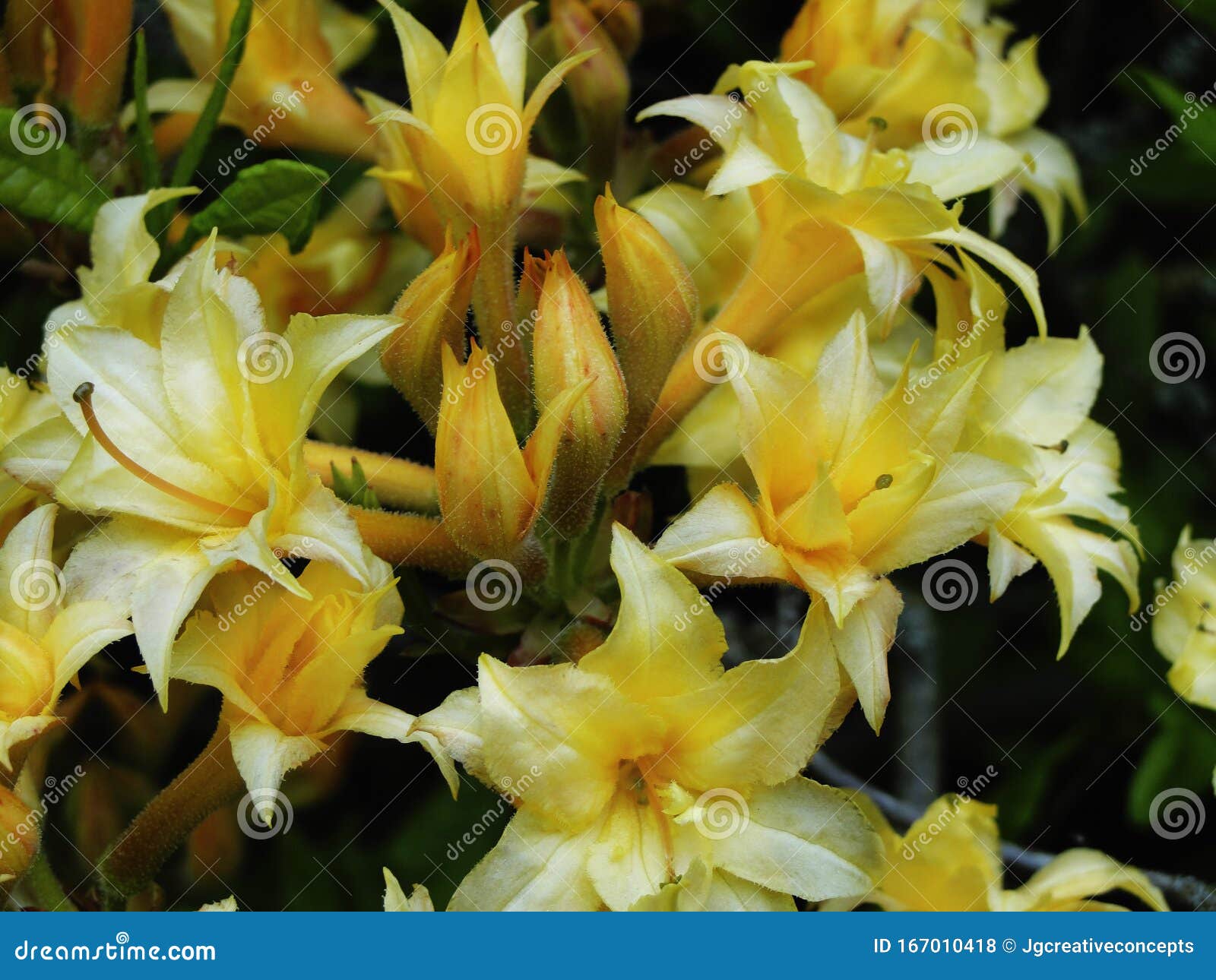 Close Up of Yellow Azalea Flowers Stock Photo - Image of gardens ...