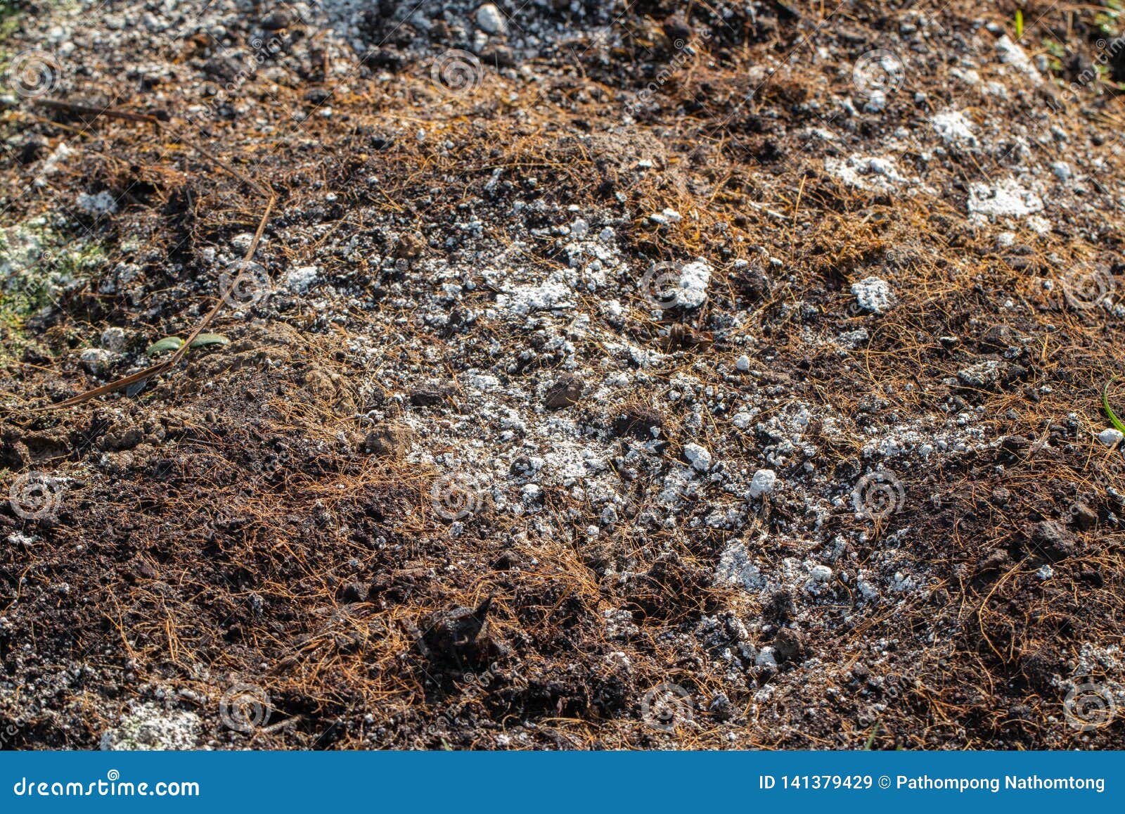 Soil fungus in the garden stock image. Image of ecology - 141379429