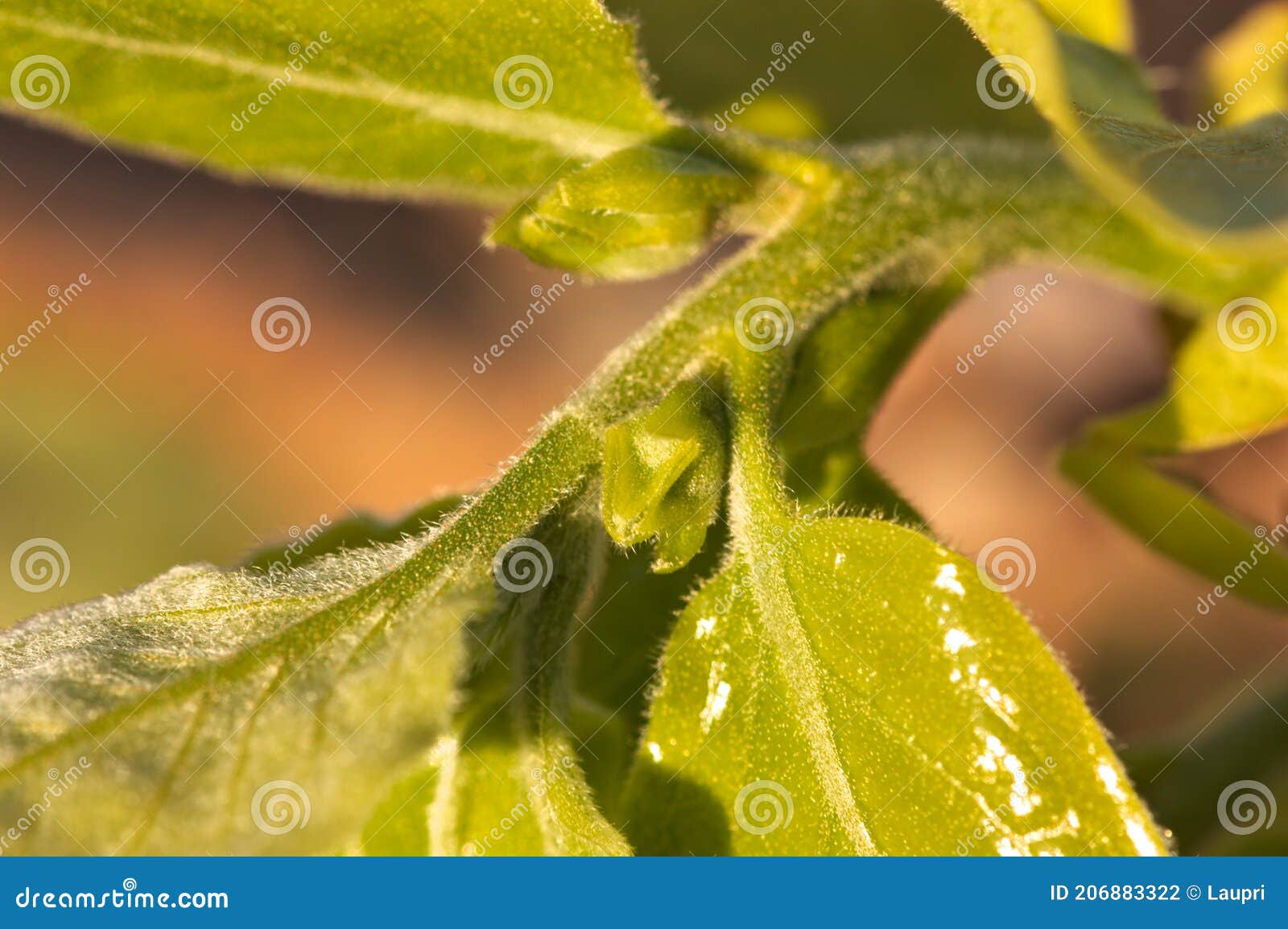 Close-up of Some Buds of a Persimmon Tree Stock Photo - Image of color ...