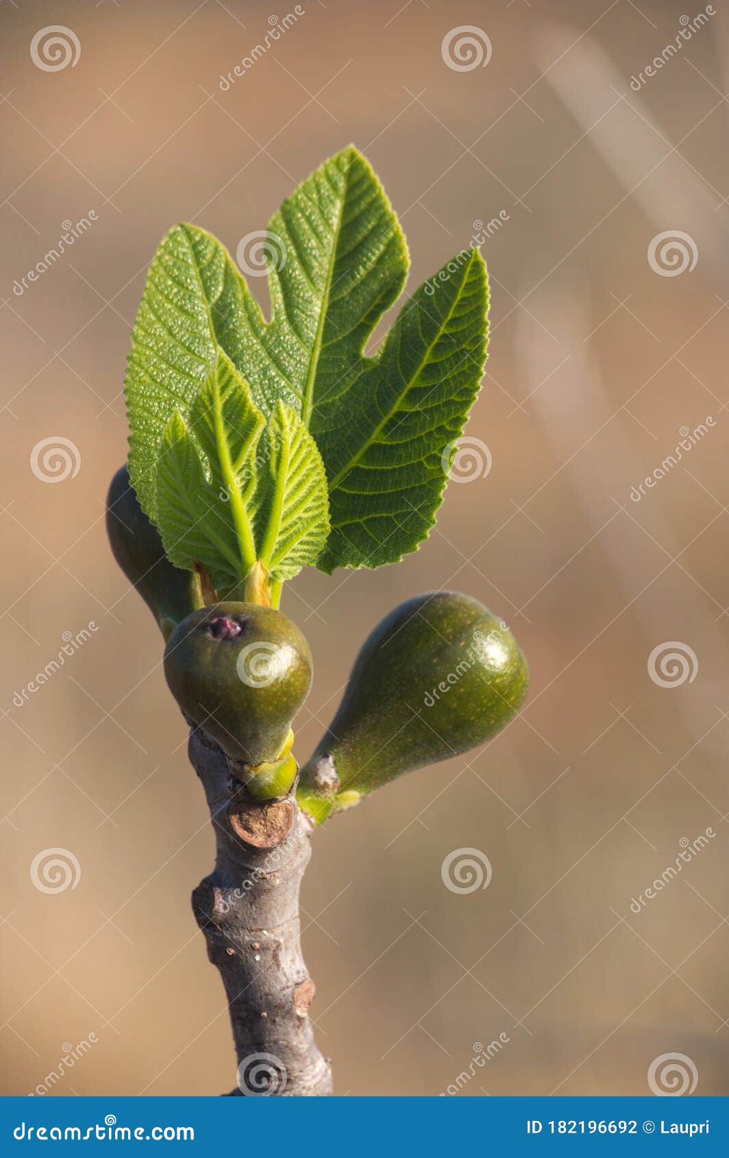Close-up of Some Figs and Leaves in Early Spring Stock Photo - Image of ...