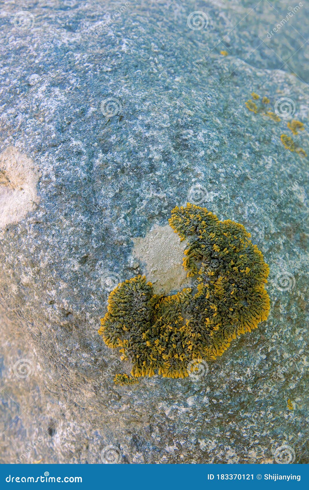 Mosses and rock stock image. Image of surface, muscus - 183370121