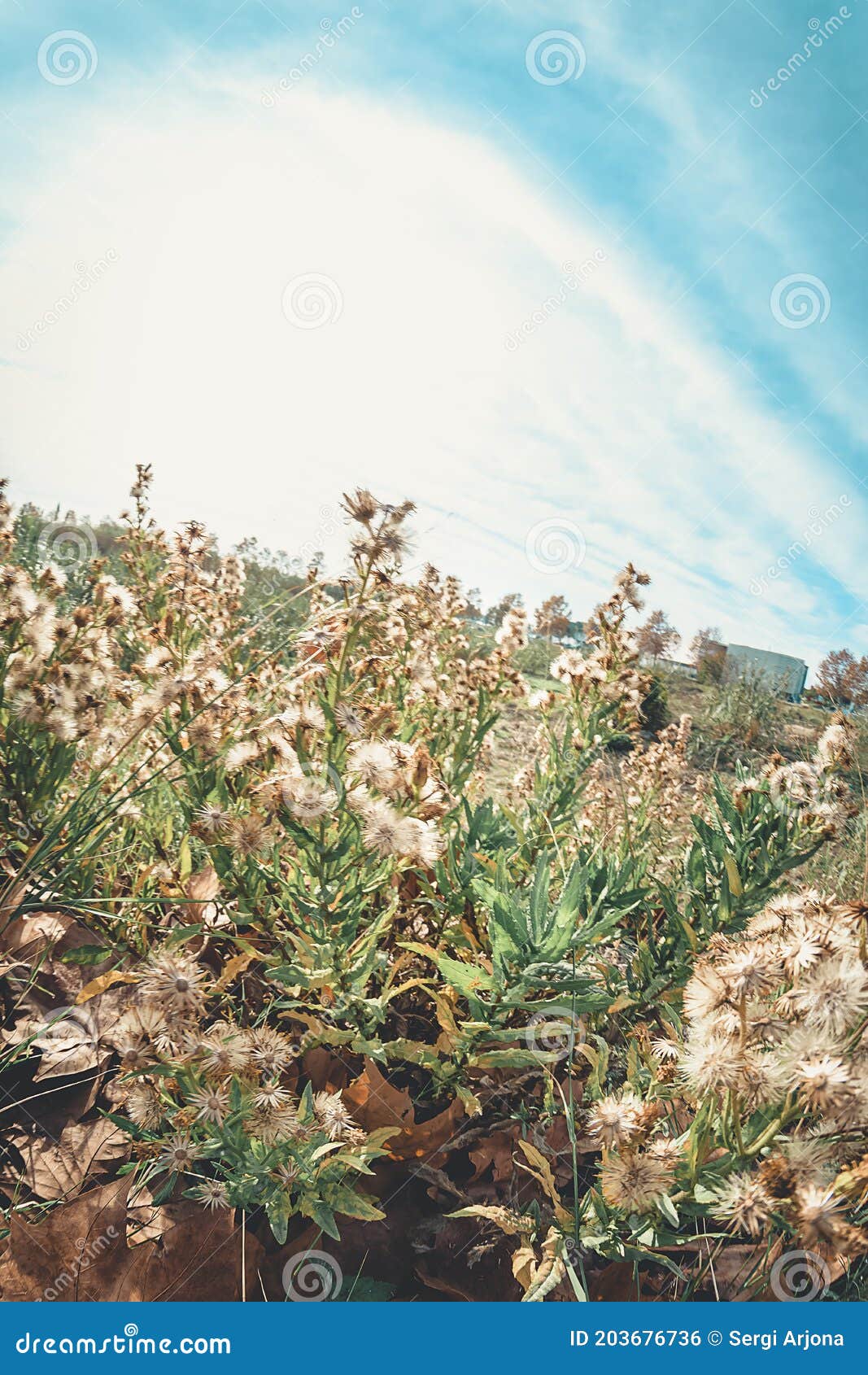 Close-up of Some Plants Made with a Fisheye Stock Photo - Image of ...