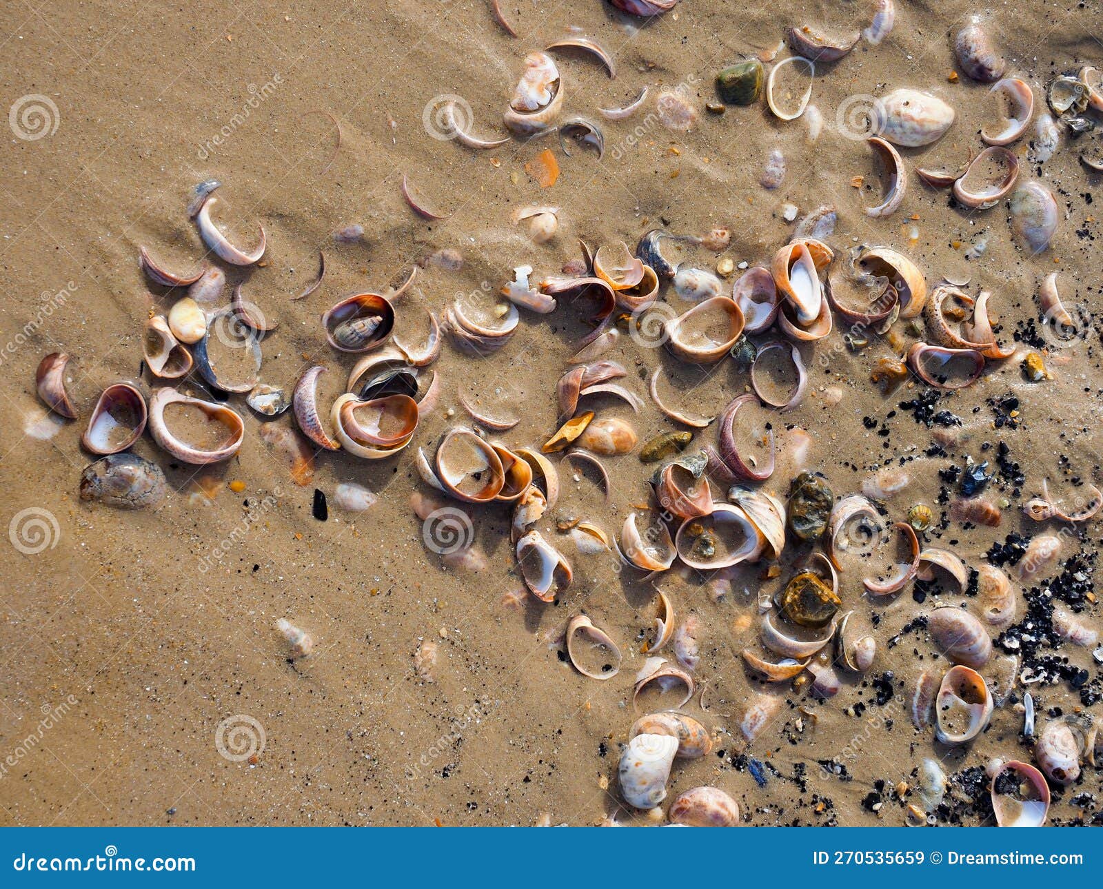 Close-up of Some Shells Half Buried in the Sand at the Beach Stock ...