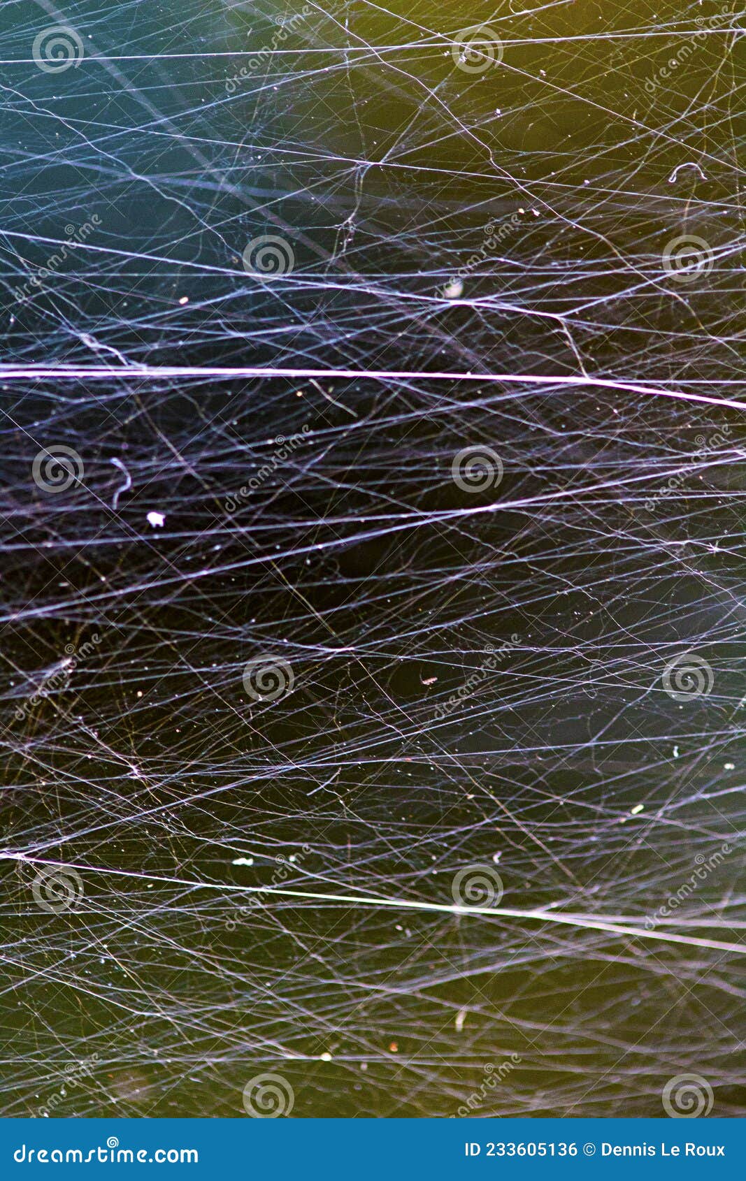 Webbing from a spider stock photo. Image of leaf, water - 233605136