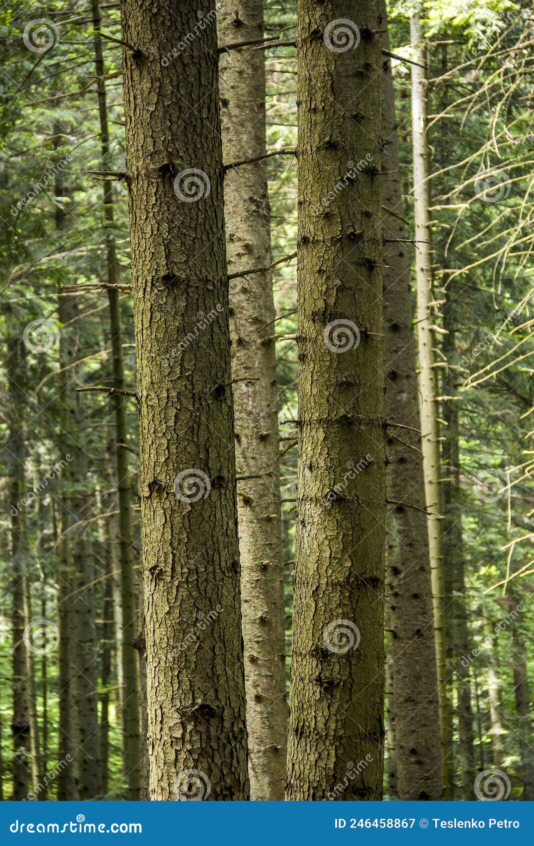 Trunks of a spruce tree stock image. Image of nature - 246458867