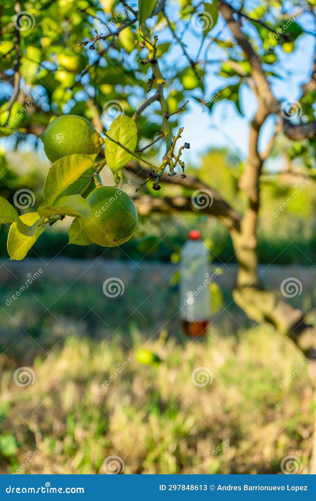 Close-up of Some Unripe Lemons in the Middle of a Crop Field Stock ...