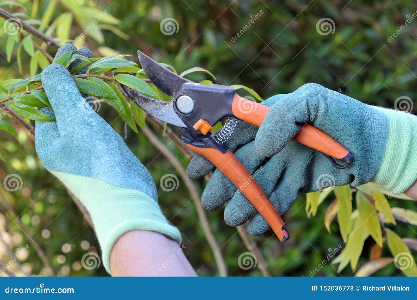 Cut a branch with a pruner stock photo. Image of close - 152036778