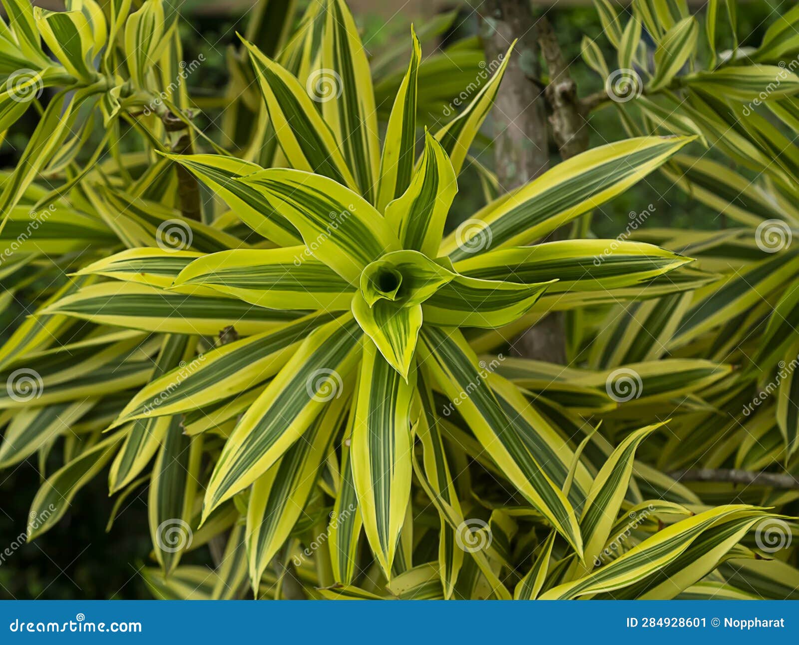 Close Up of Song of India Leaves Stock Image - Image of flower ...