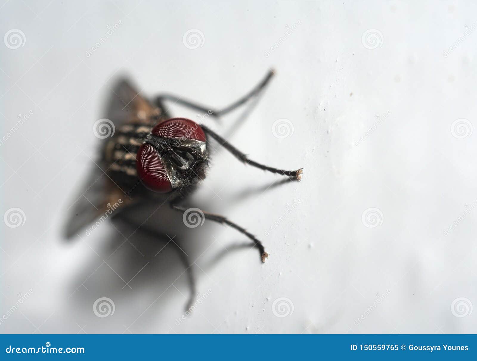 Fly insect eyes stock image. Image of macro, domestic - 150559765