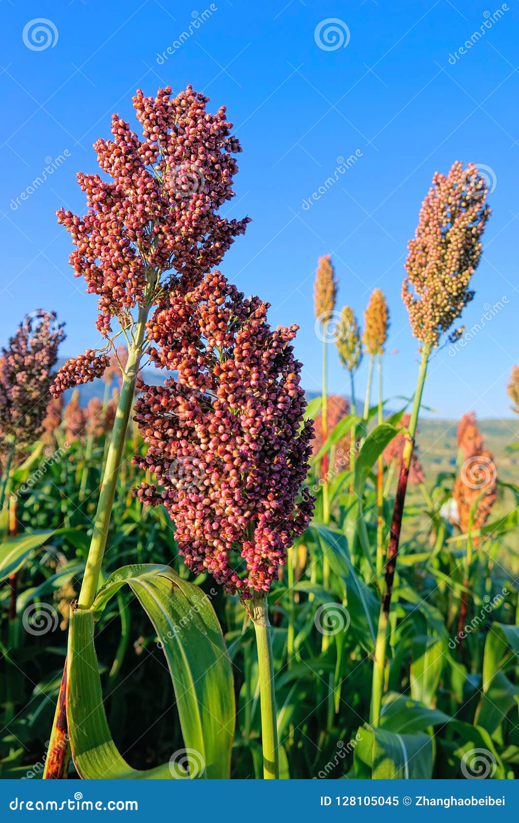 Sorghum Field. Jowar Crop. Royalty-Free Stock Photography ...