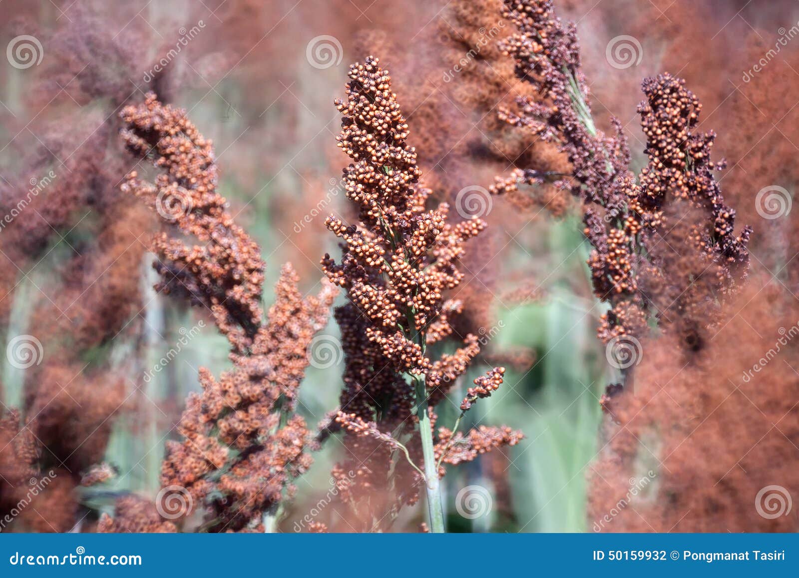 Close up of sorghum stock photo. Image of rural, bread - 50159932