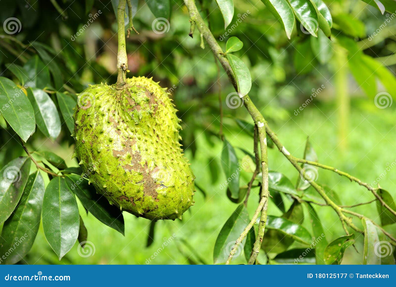 Soursop Is The Fruit Of Annona Muricata, A Broadleaf, Flowering ...
