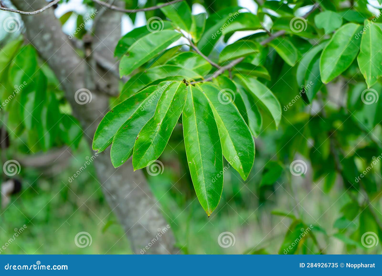 Close up Soursop tree stock image. Image of apple, citrus - 284926735