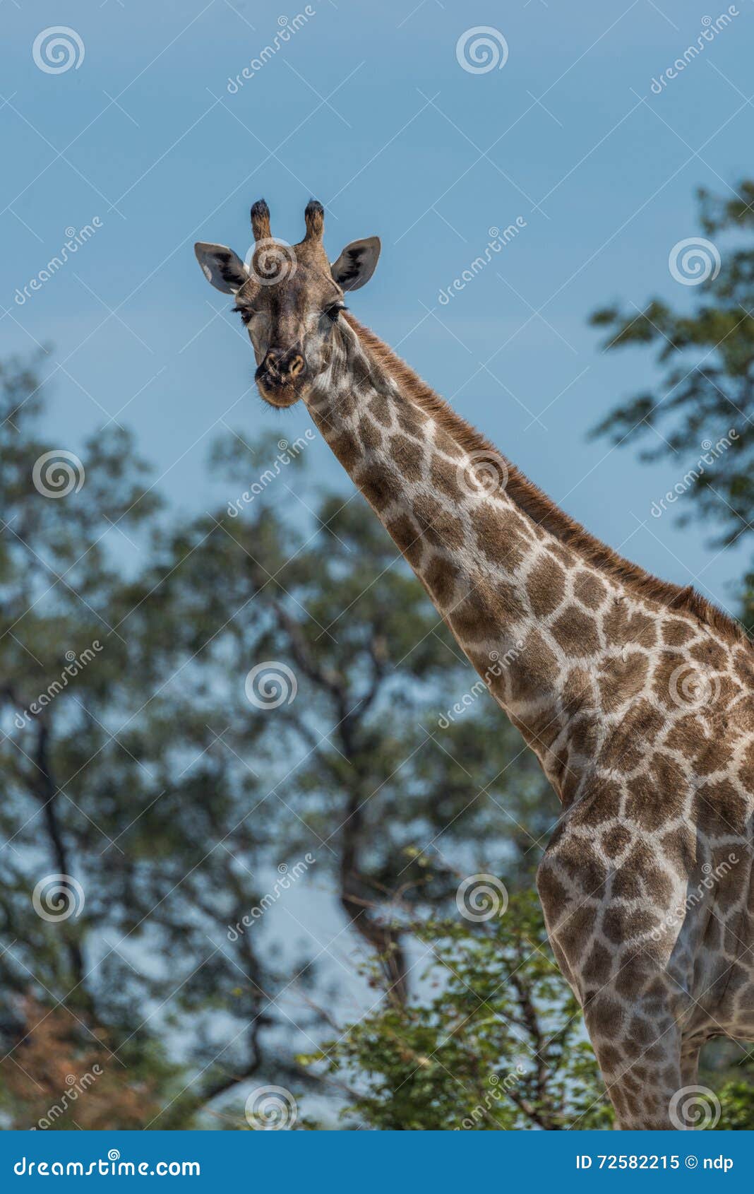 Close-up of South African Giraffe among Trees Stock Image - Image of ...
