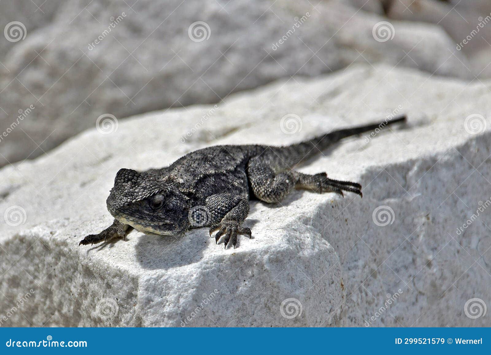 A Southern African Rock Agama Stock Image - Image of africa, south ...