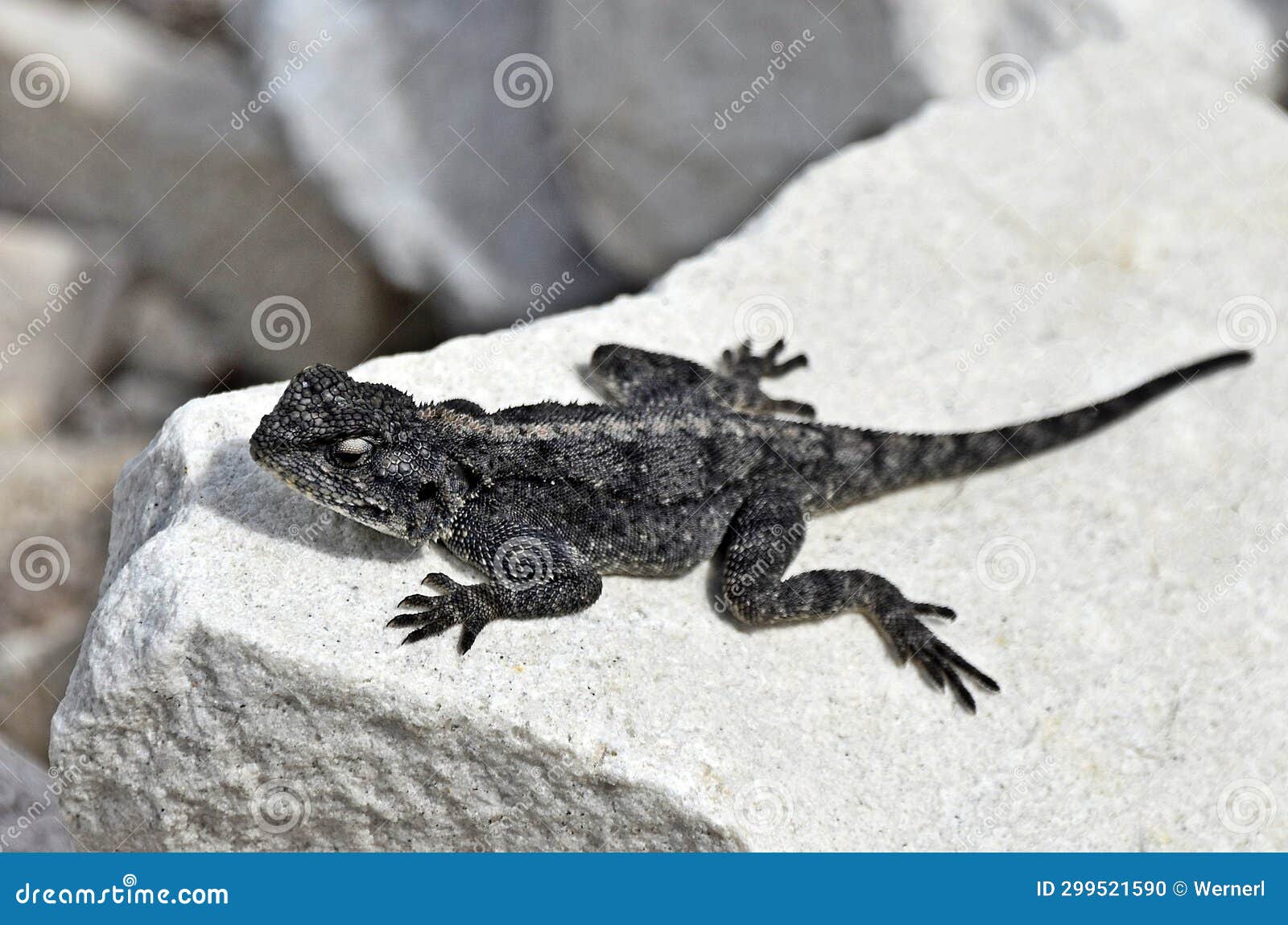 A Southern African Rock Agama Stock Photo - Image of fauna, agama ...