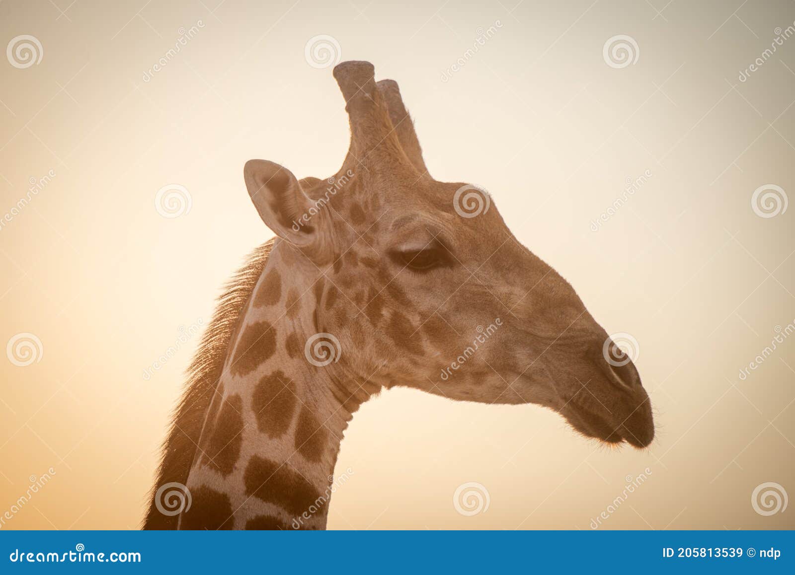 Close-up of Southern Giraffe Head Against Sun Stock Image - Image of ...
