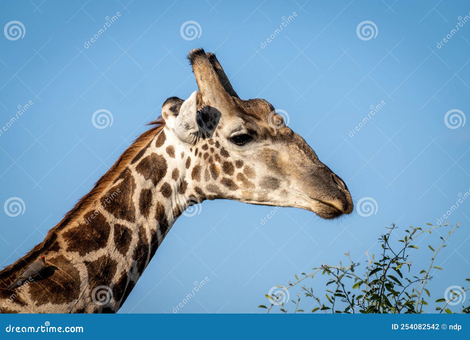 Close-up of Southern Giraffe with Red-billed Oxpecker Stock Photo ...