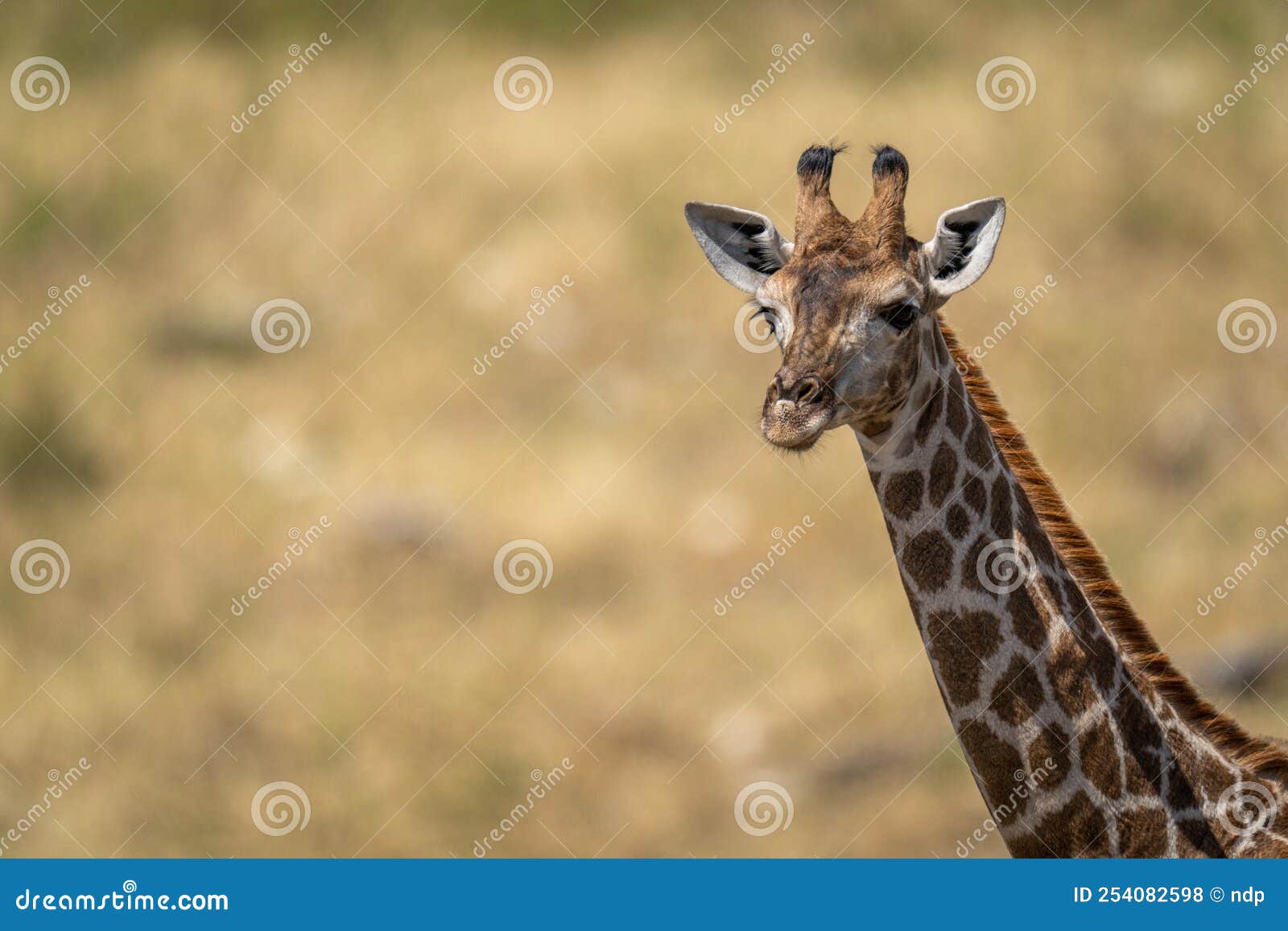 Close-up of Southern Giraffe Staring in Sunshine Stock Photo - Image of ...