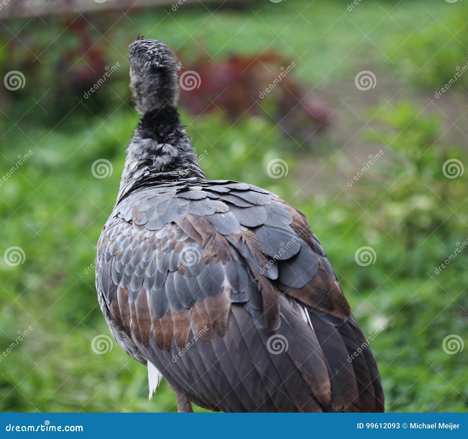 Southern screamer stock image. Image of nature, peru - 99612093