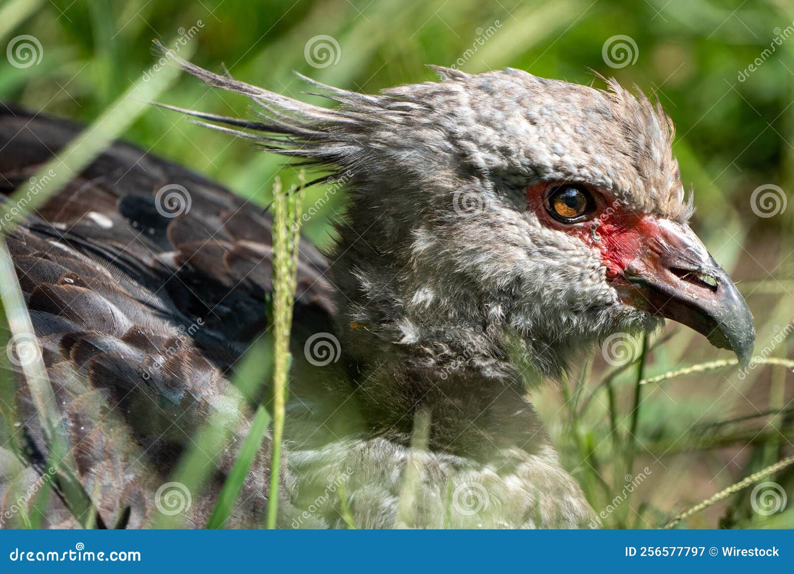 Close Up of Southern Screamer Bird Stock Image - Image of wildlife ...