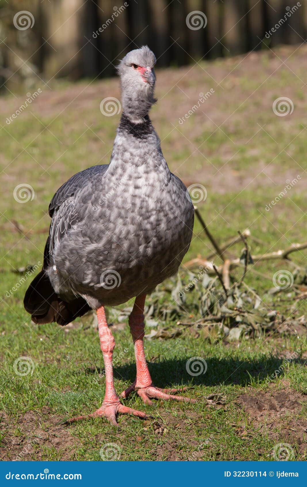 Close-up of a Southern Screamer Stock Photo - Image of southern, green ...
