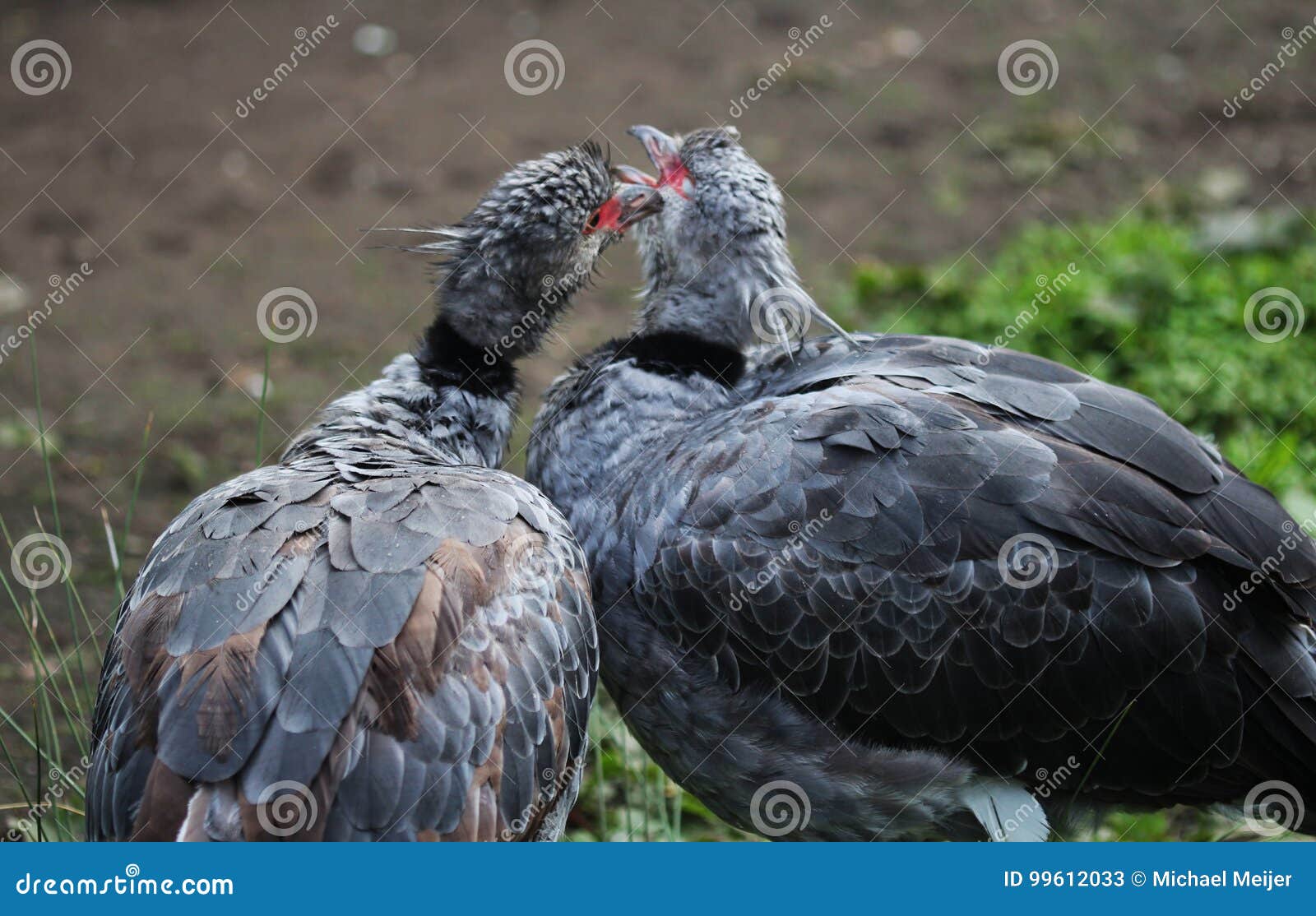 Southern screamer stock image. Image of feather, animal - 99612033