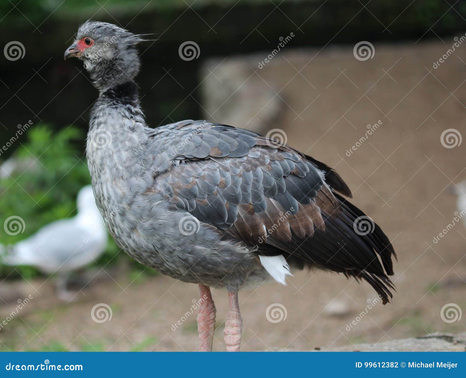Southern screamer stock photo. Image of black, head, chauna - 99612382