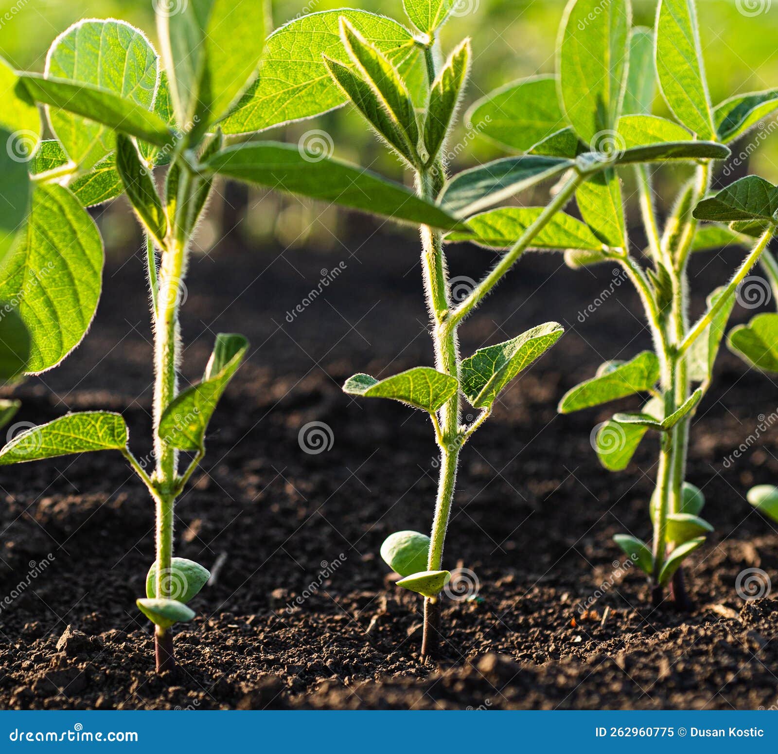 Close Up of the Soy Bean Plant Stock Image - Image of farming, grow ...
