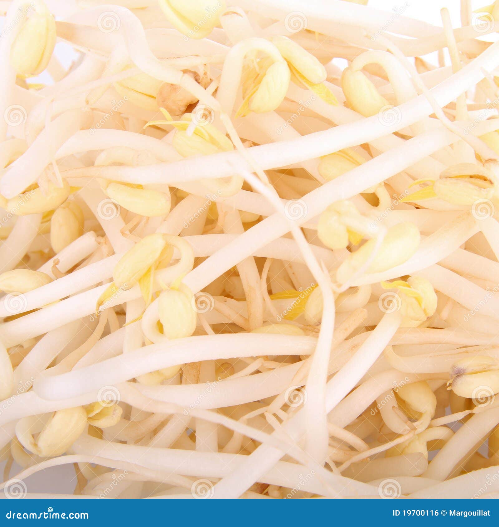 Close Up on Soya Bean Sprout Stock Photo - Image of soyabean, organic ...