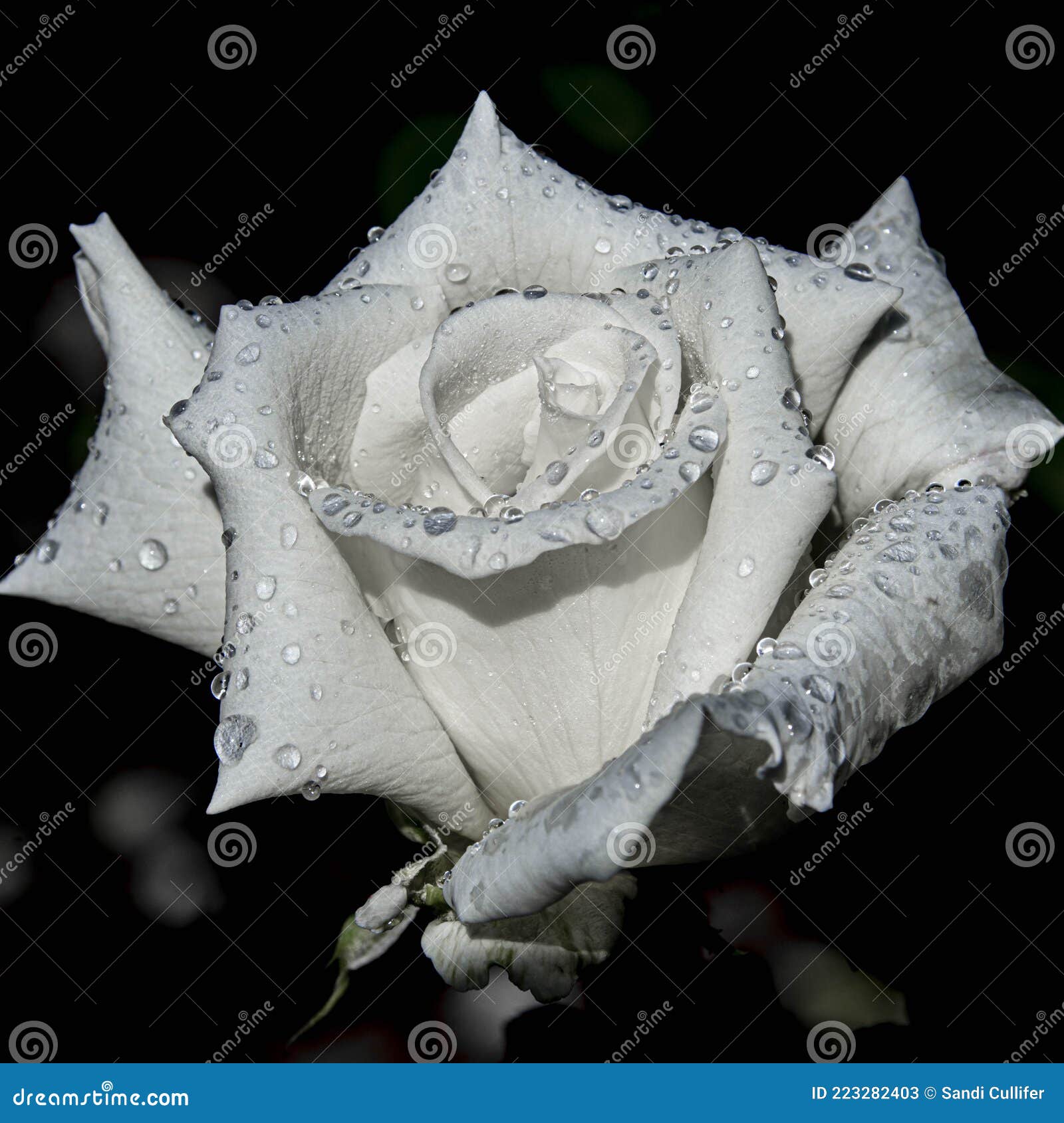 Close Up of Sparkling Raindrops on a White Rose Stock Image - Image of ...