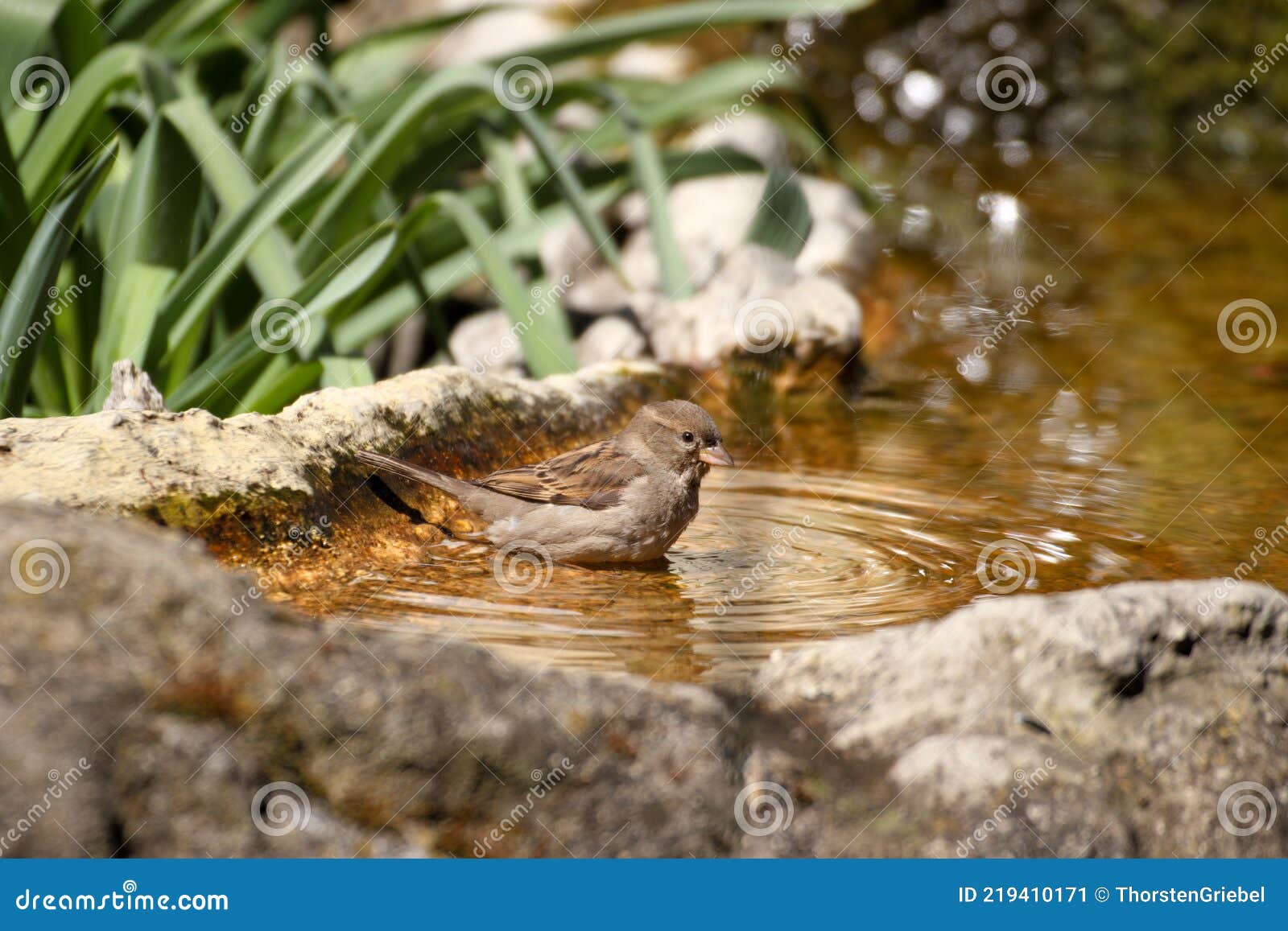 Close Up of a Sparrow Bathing in Water Stock Image - Image of splashing ...