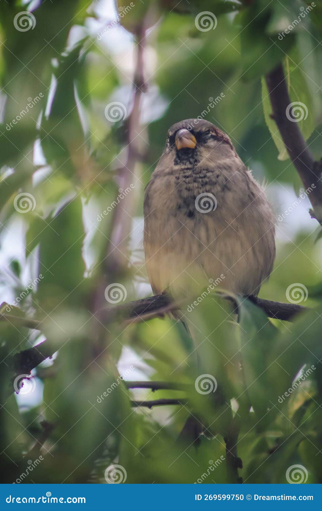 Close Up of Sparrow Bird through Leaves in a Tree Stock Photo - Image ...