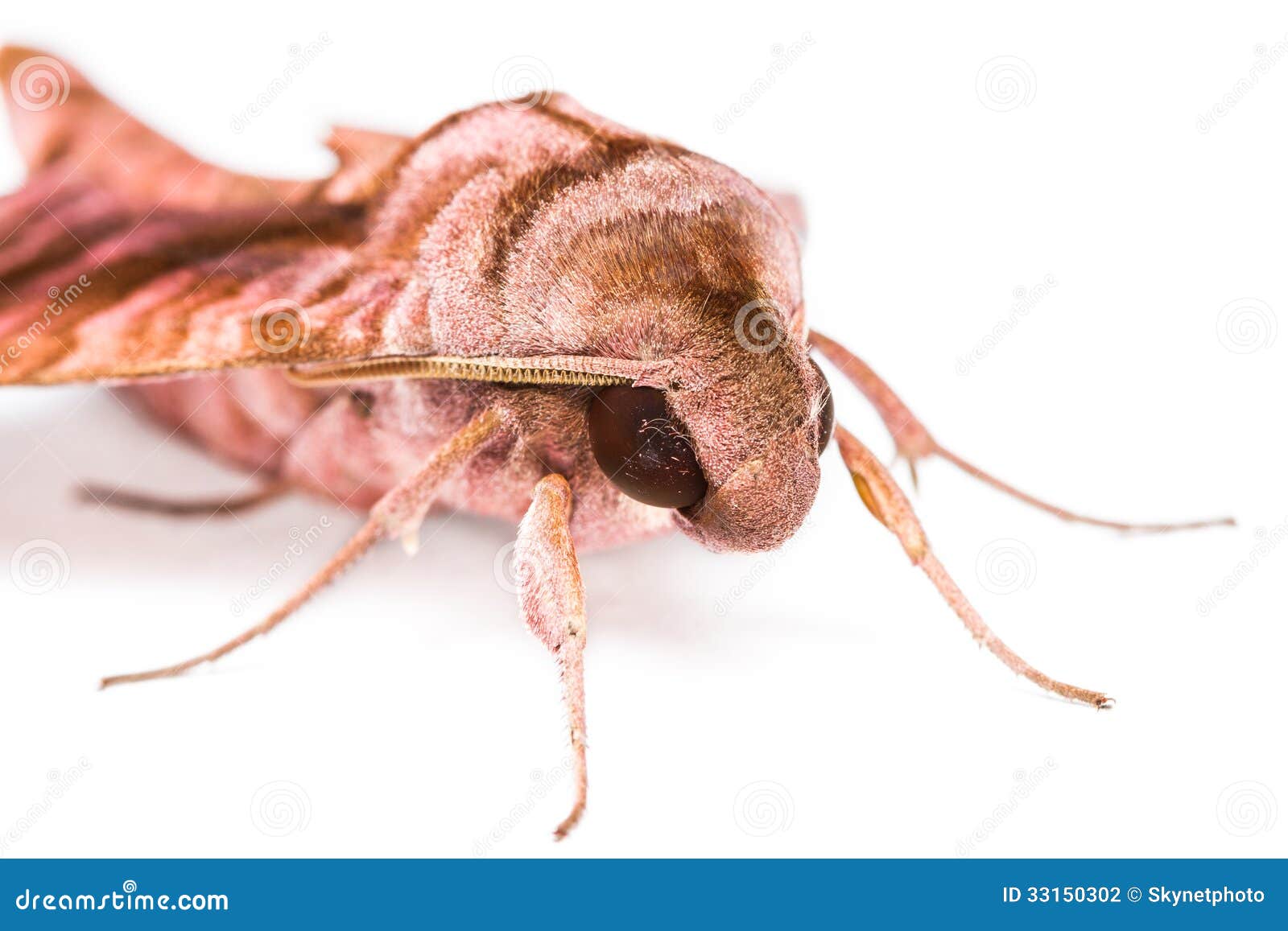 Close Up of Sphingidae Family of Moths Stock Photo - Image of family ...