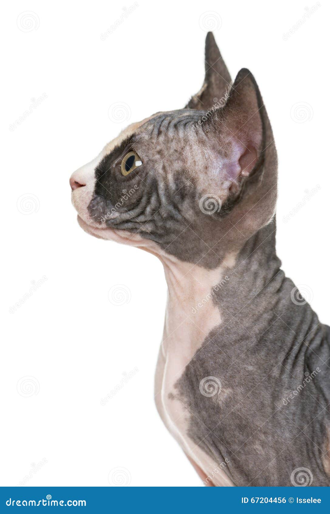 Close Up of a Sphynx Kitten Profile Stock Photo - Image of kitty ...