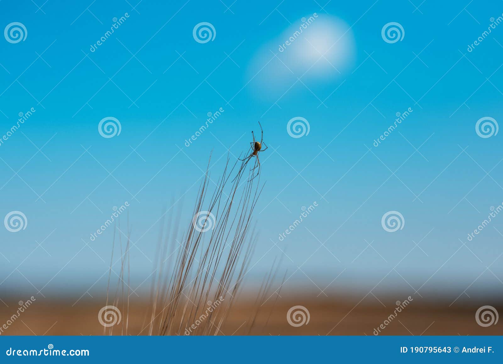 Close-up of Spider on Background of Blue Sky. Stock Image - Image of ...