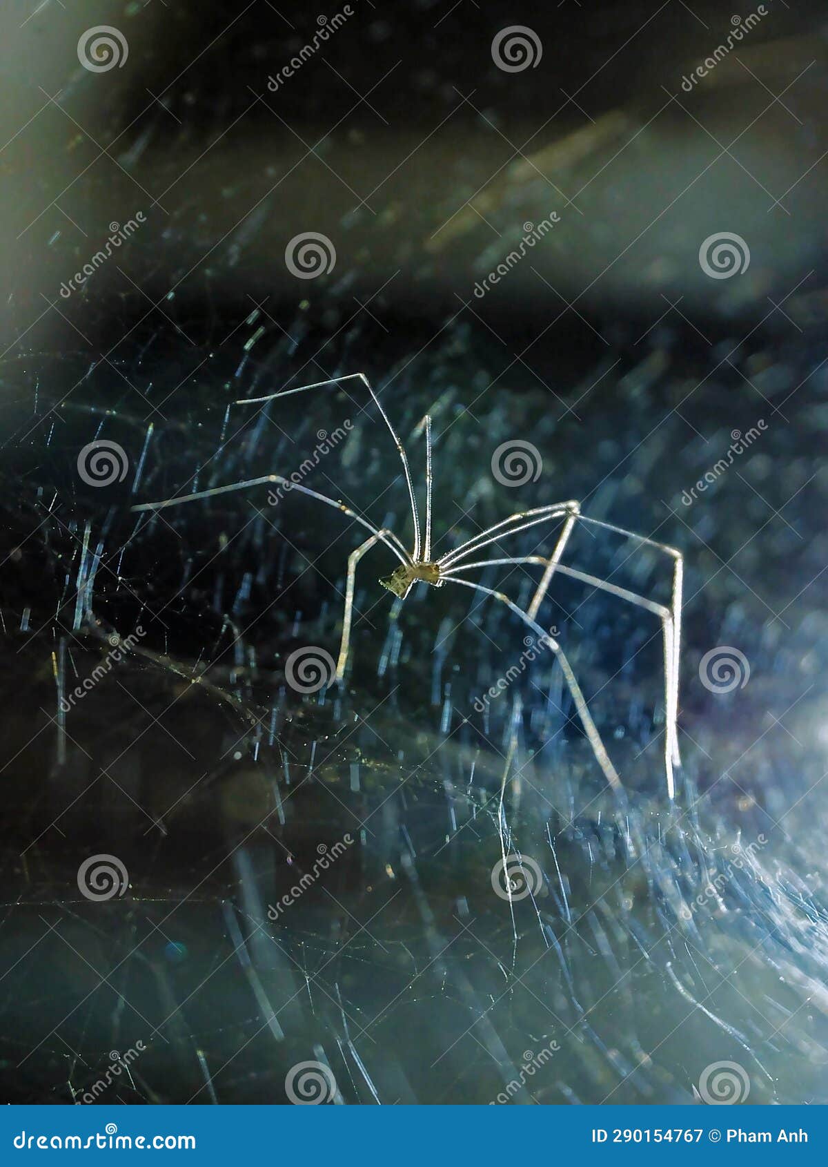 Close-up of a Spider Building a Web Stock Image - Image of animal ...