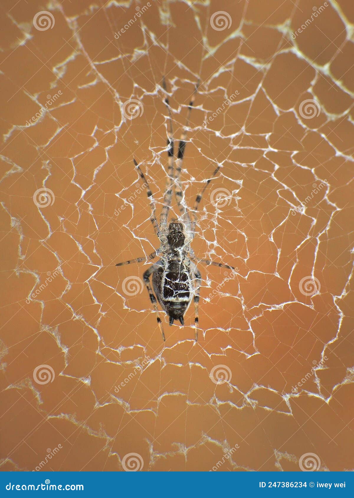 Close-up of Spider Caught Insect on the Web Stock Photo - Image of pest ...