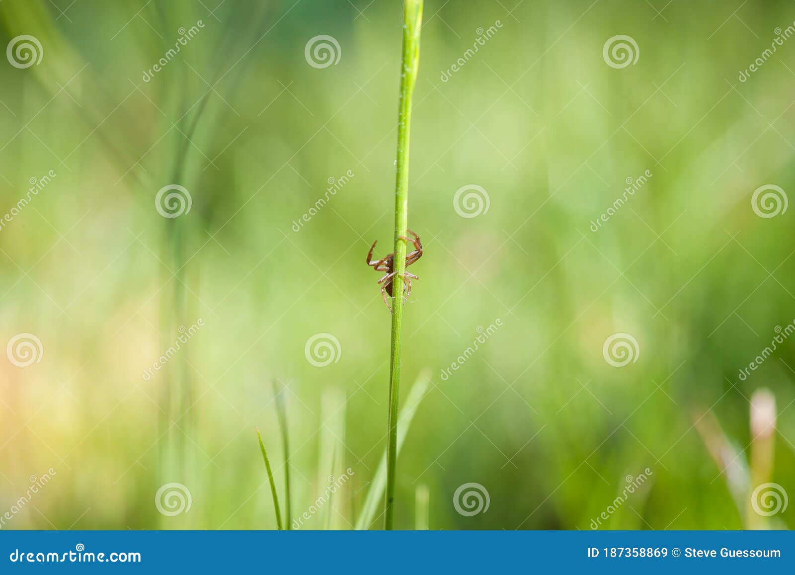Close-up of a Spider Climbing Stock Image - Image of field, nature ...