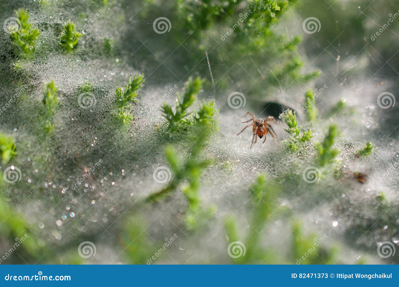 Close Up at Spider on Cobwebs on the Grass with Dew Drops - Selective ...