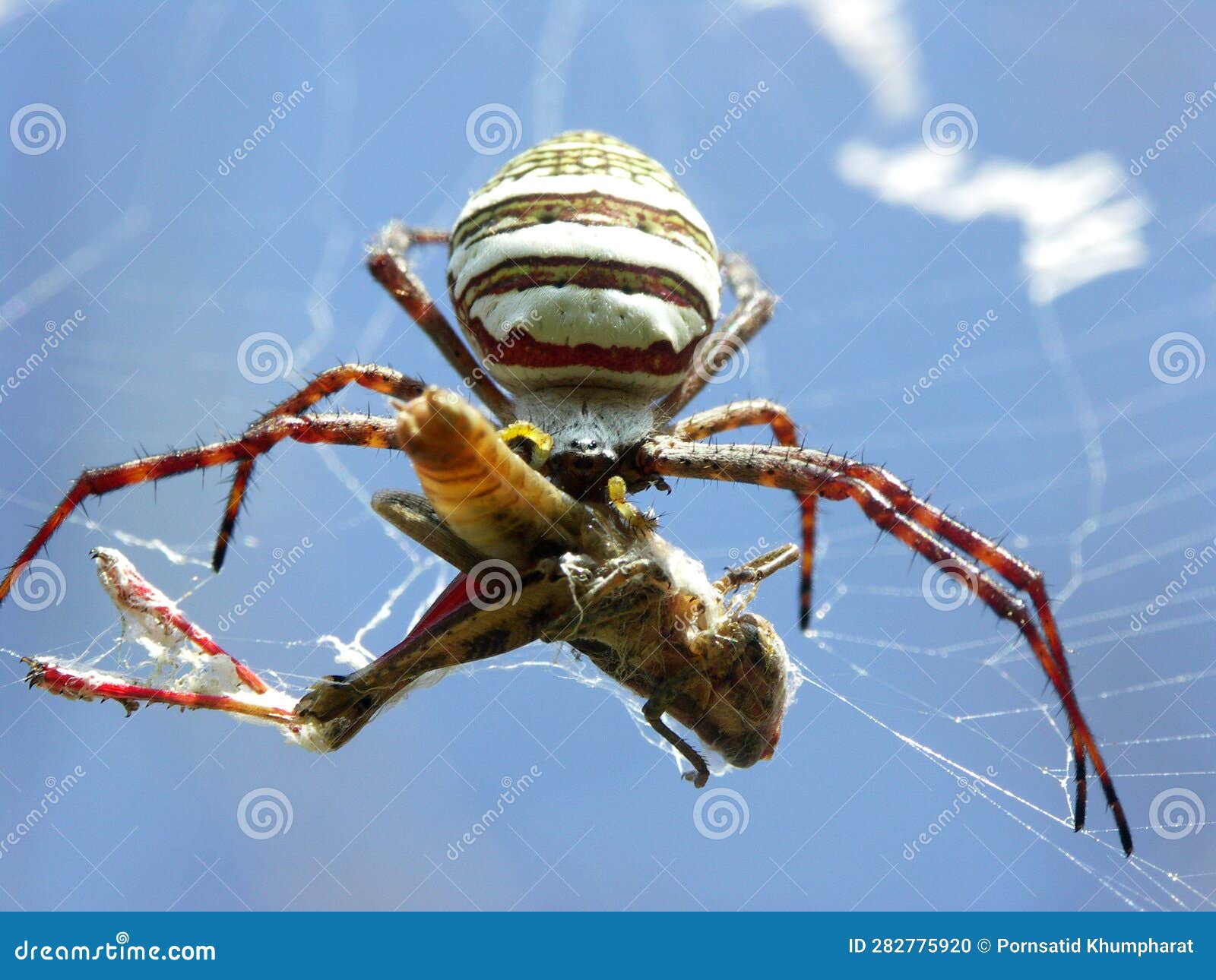 Close-up Spider Eats Its Prey Stock Photo - Image of insect, nature ...