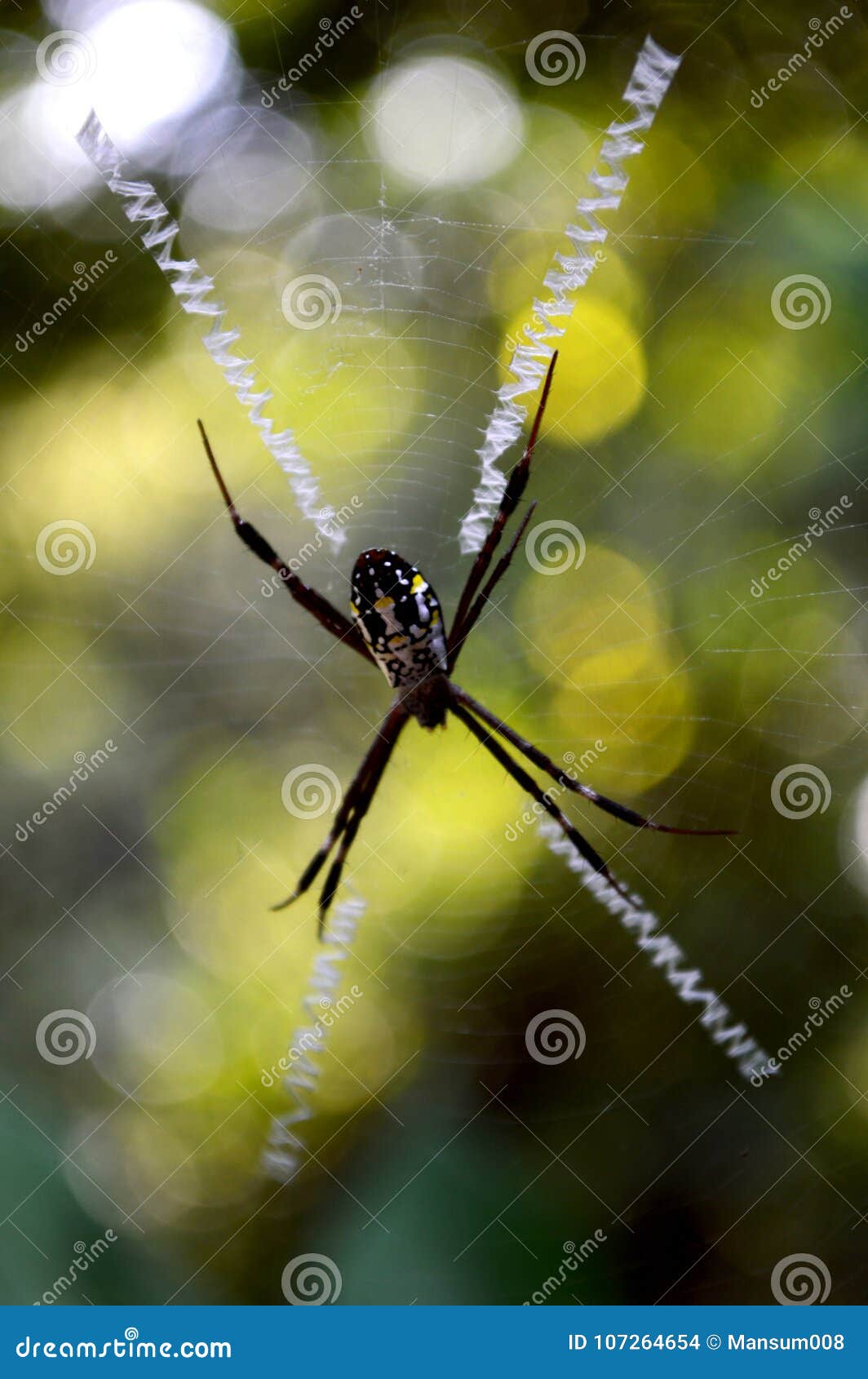 Spider in forest stock photo. Image of natural, catch - 107264654