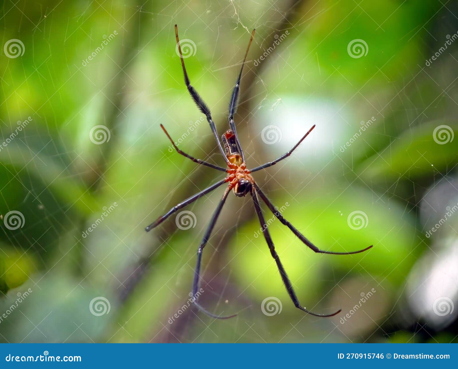 Spider hanging on its web stock photo. Image of insect - 270915746