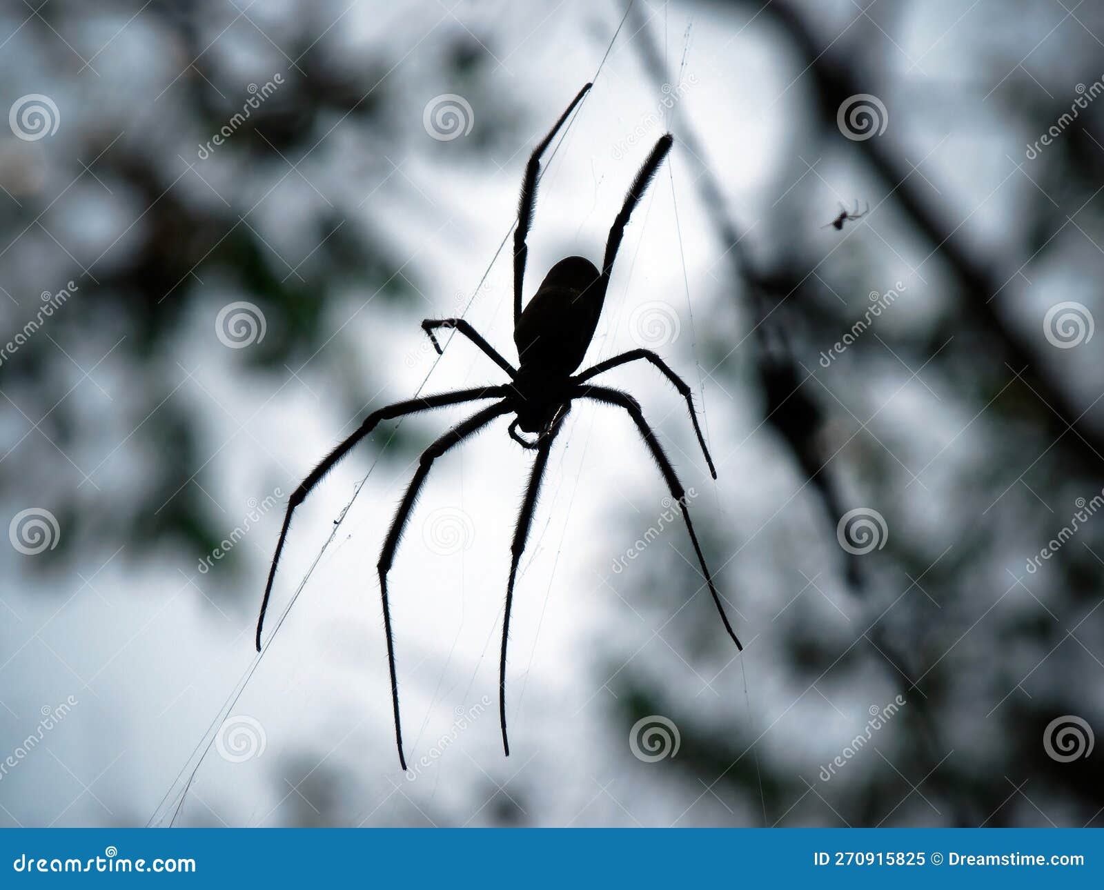 Spider hanging on its web stock image. Image of cobweb - 270915825