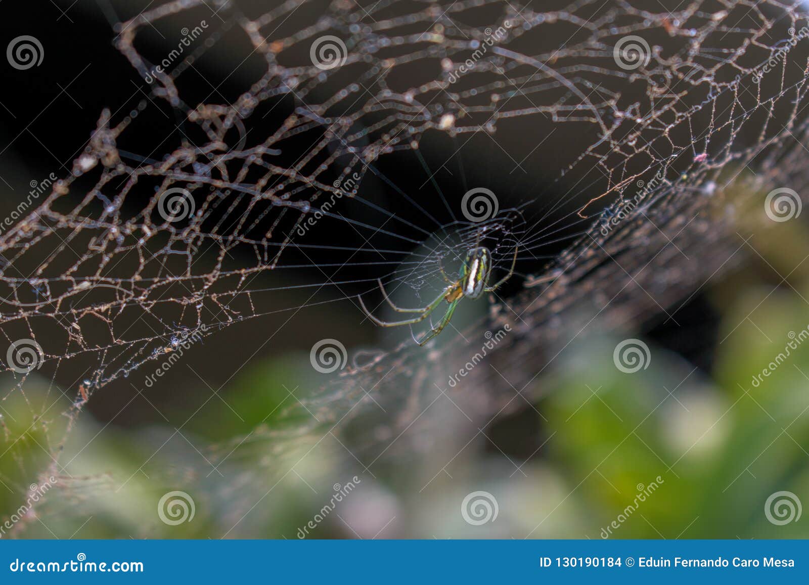 Close-up of a Spider on Its Web Stock Photo - Image of trap, closeup ...
