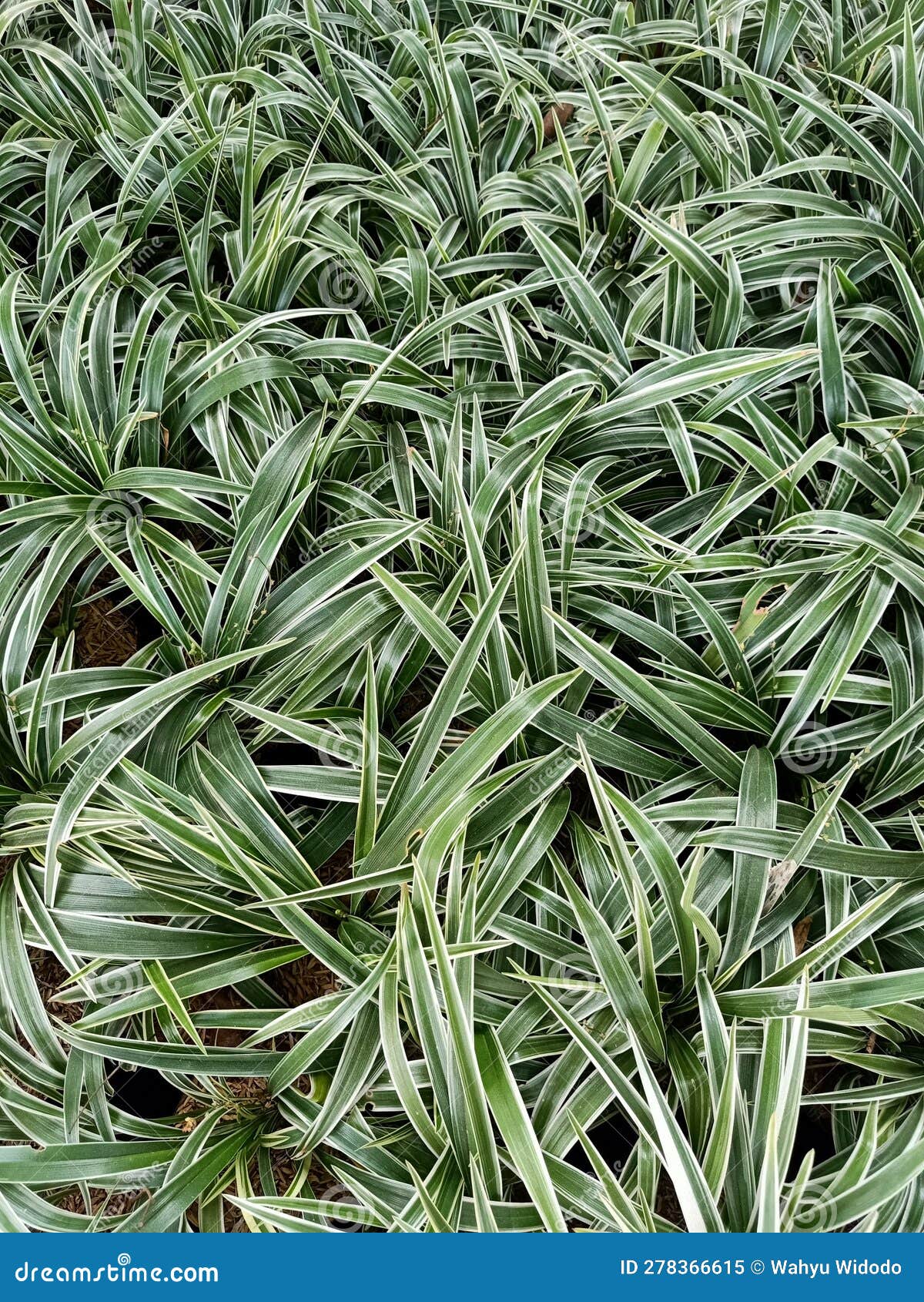 Close Up of Spider Ivy Plant Stock Image - Image of comosum, spring ...