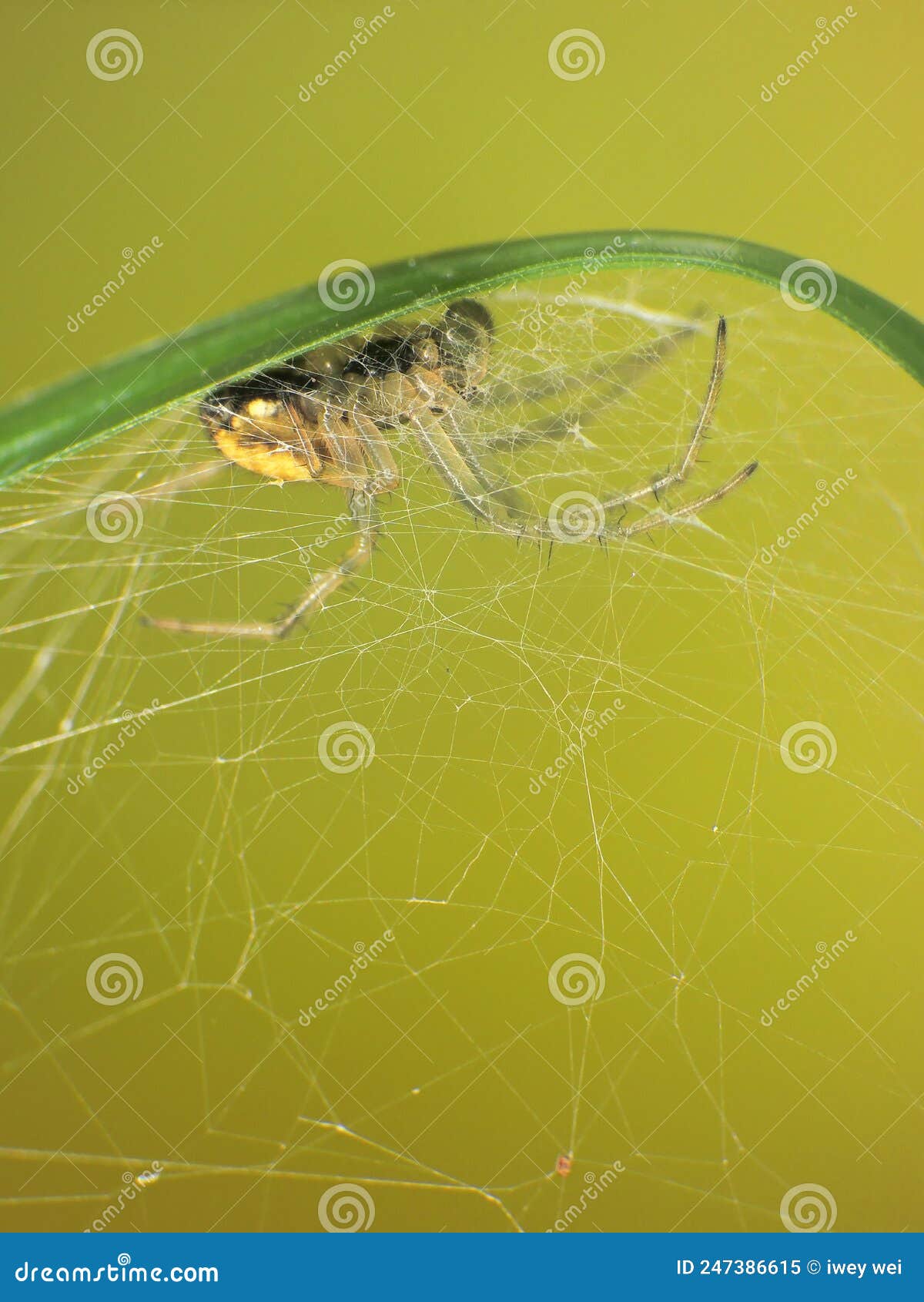 Close-up of Spider on the Leaf Build a Nest Stock Image - Image of ...
