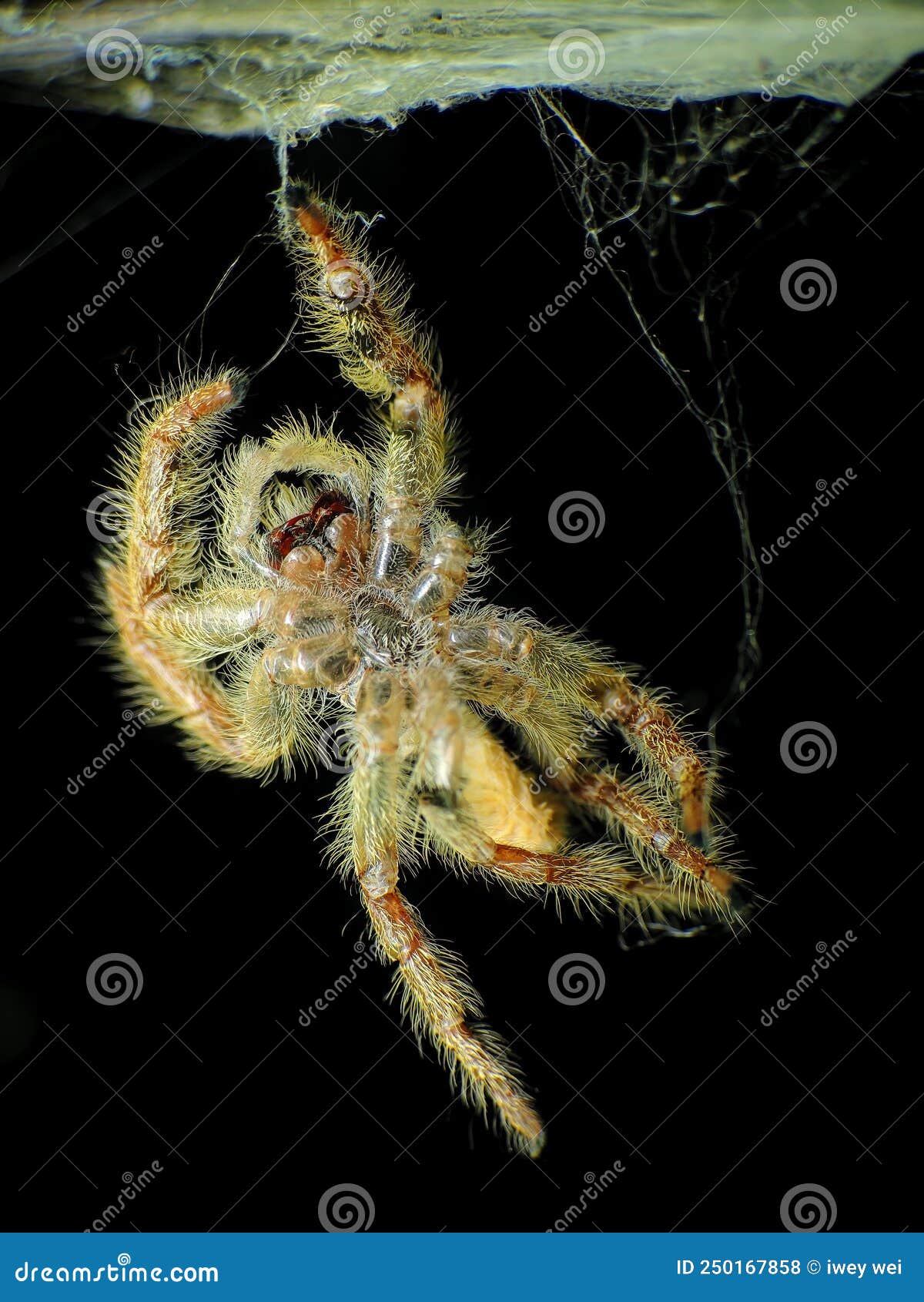 Close-up of Spider Skin on the Leaf Stock Photo - Image of spider ...