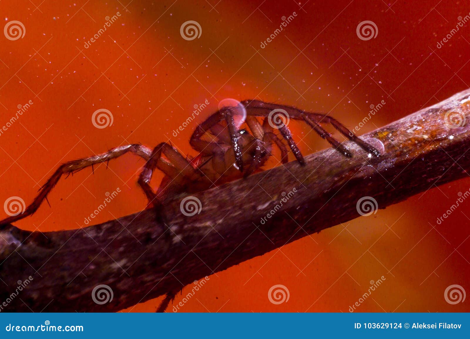 Spider nightmare stock photo. Image of illness, arachnophobia - 103629124